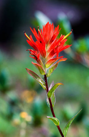 Colorful Indian paintbrush – Wah'-shă Academy